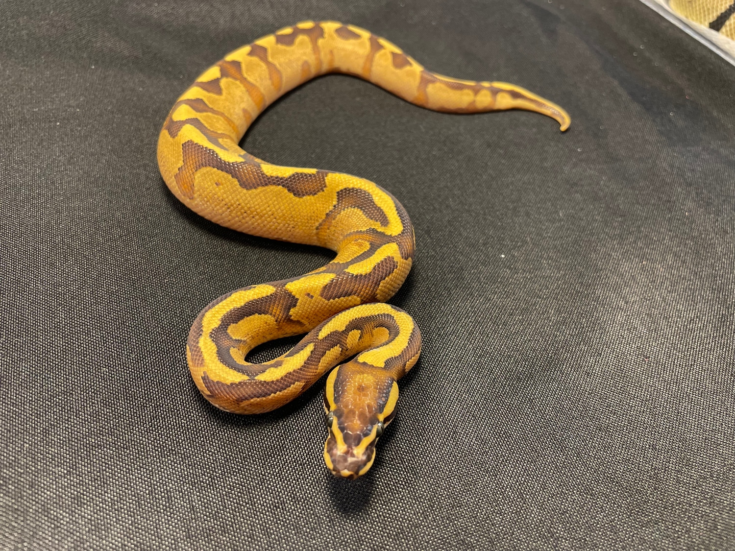 Enchi Fire Yellow Belly Ball Python by Insane Reptiles - MorphMarket