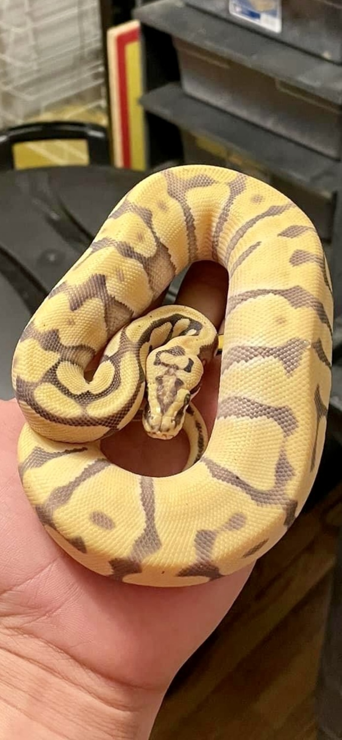 Pastel Super Enchi Desert Ghost Ball Python by Insane Reptiles - MorphMarket