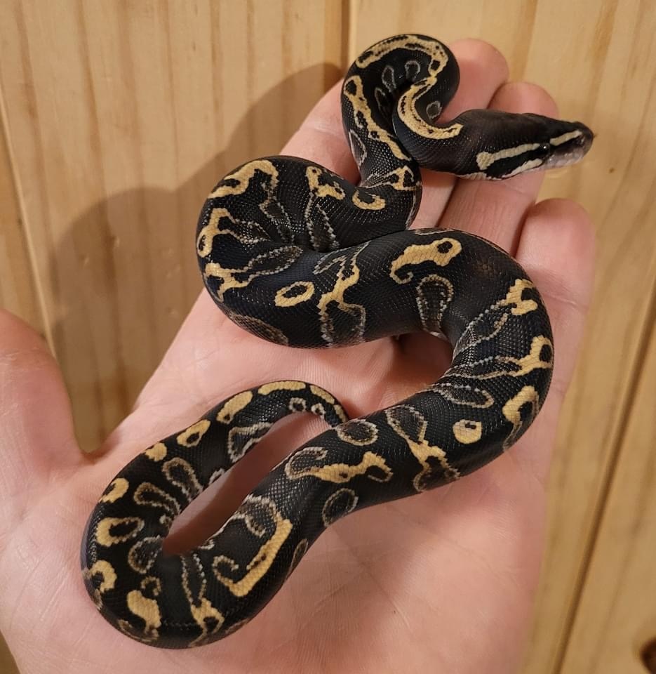 Phantom GHI Ball Python by Insane Reptiles - MorphMarket