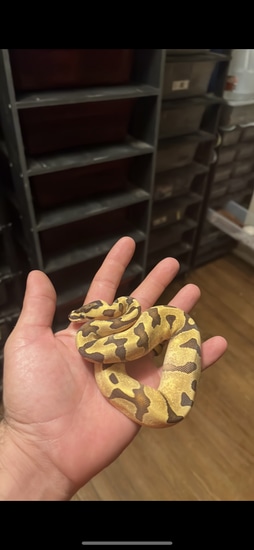 Super Enchi Fire Yellow Belly Ball Python by Insane Reptiles