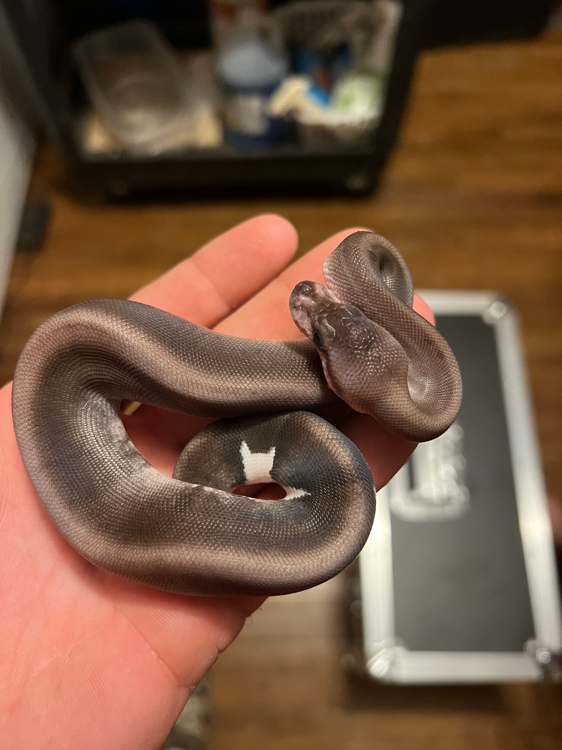 Super Black Pastel Pos Het Pied Ball Python by Insane Reptiles ...