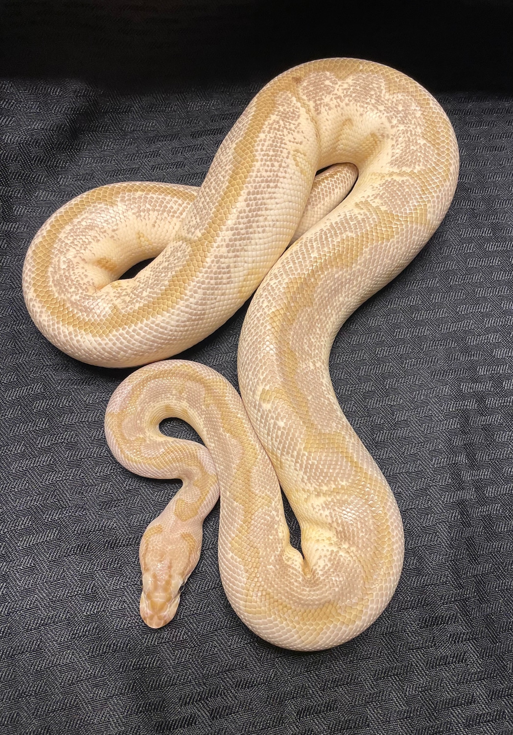 Lesser Spider Clown Ball Python by Insane Reptiles - MorphMarket
