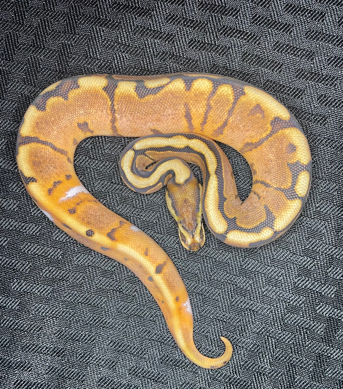 Black Pastel Spider Pos Het Pied Ball Python by Insane Reptiles ...