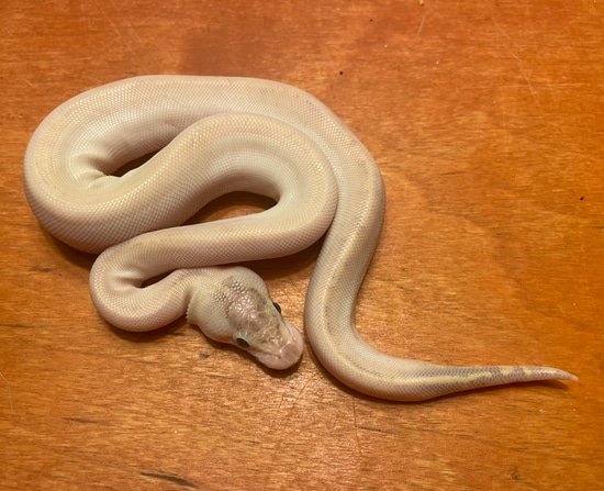 Pastel Ivory Ball Python by Insane Reptiles