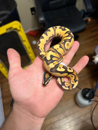 Super Orange Dream Fire YB Ball Python by Insane Reptiles