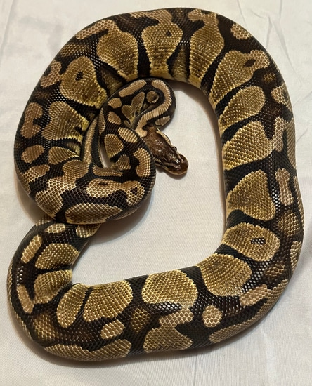 Pastel 100% Het Paint Ball Python by Insane Reptiles