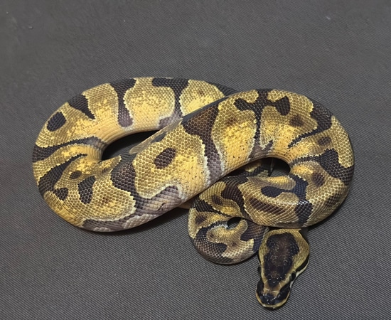 Super Enchi Ball Python by Insane Reptiles