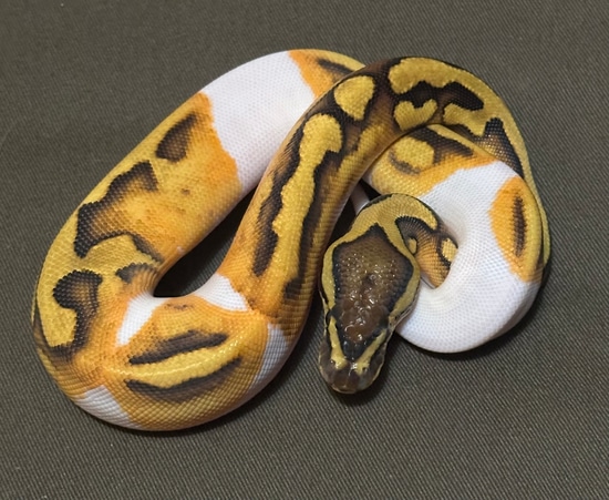 Enchi Leopard Pied Pos Het Clown Ball Python by Insane Reptiles