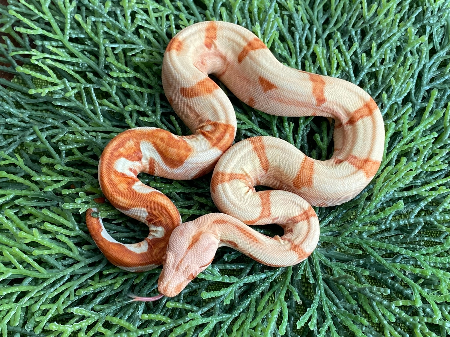 Lipstick Line Kahl Sunglow Jungle Boa Constrictor by Kinetic Genetics ...