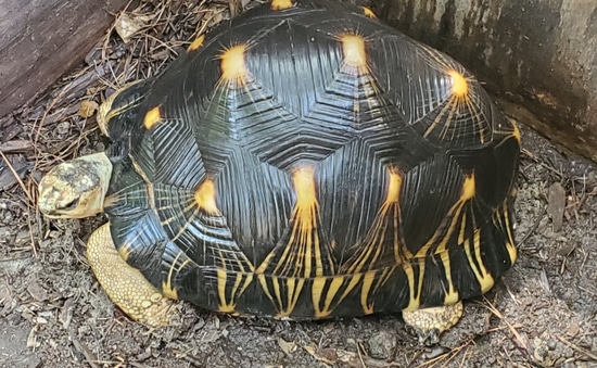 Radiated Female Radiated Tortoise by Radiant Creatures