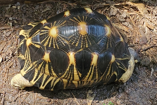 Radiated Female Radiated Tortoise by Radiant Creatures