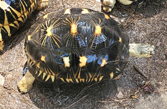 Radiated Male Radiated Tortoise by Radiant Creatures