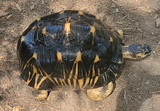 Radiated Male Radiated Tortoise by Radiant Creatures