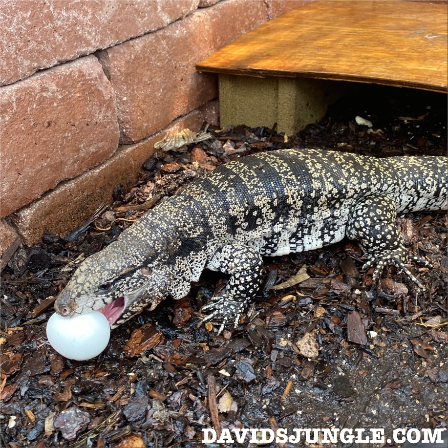Blue Female Adult Pos Het Albino Argentine Tegu by David’s Jungle ...