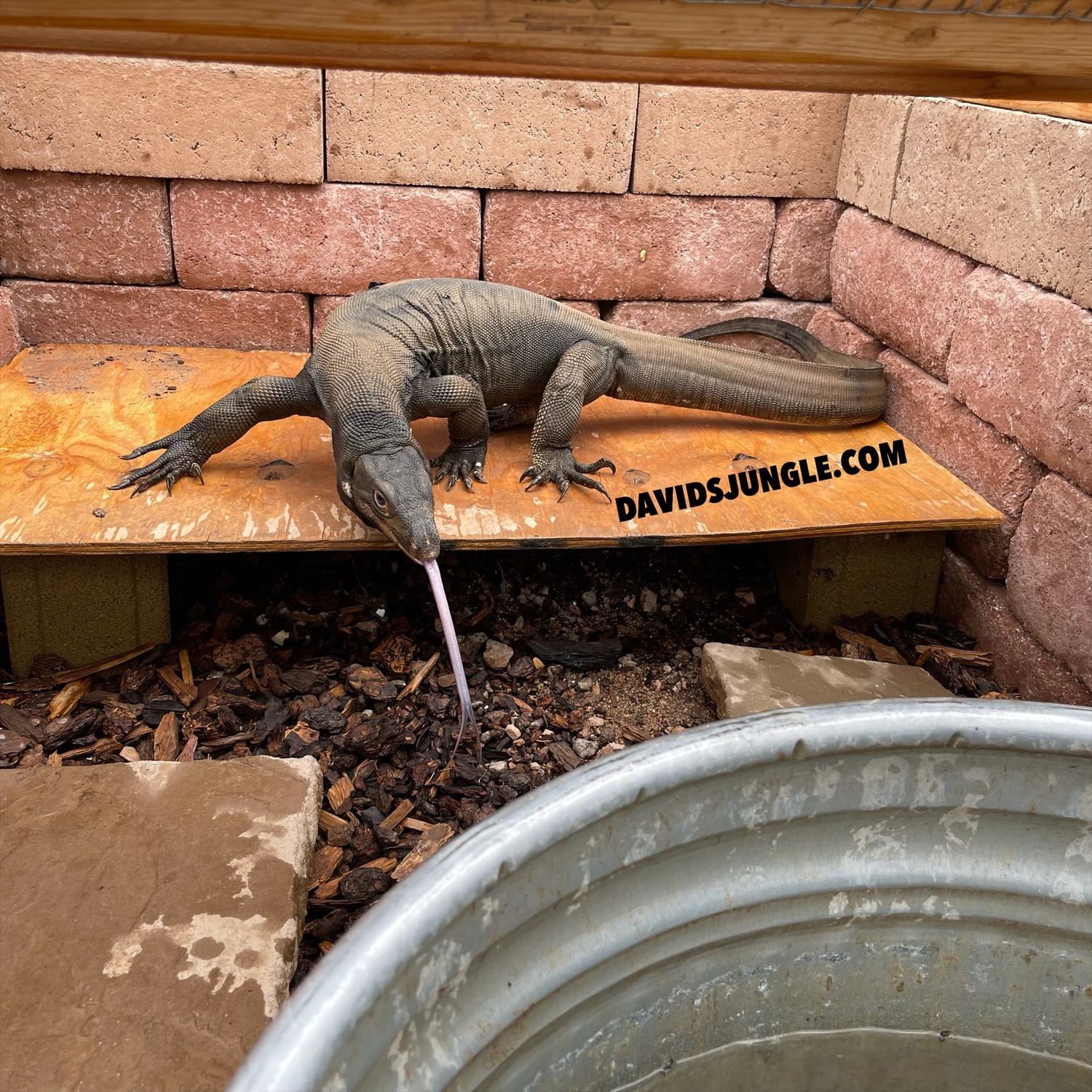 Adult Male Black Dragon Water Monitor by David’s Jungle - MorphMarket