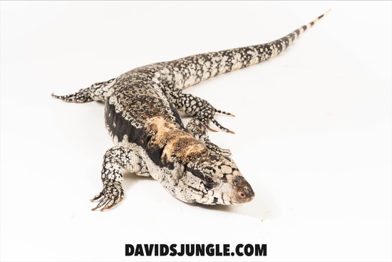 Blue 100% Het Albino Adult Female Argentine Tegus by David’s Jungle
