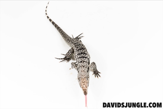 SALE Rośe X Blue Ice 100% Het Albino Argentine Tegus by David’s Jungle