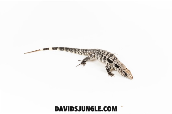 SALE Rośe X Blue Ice 100% Het Albino Argentine Tegus by David’s Jungle