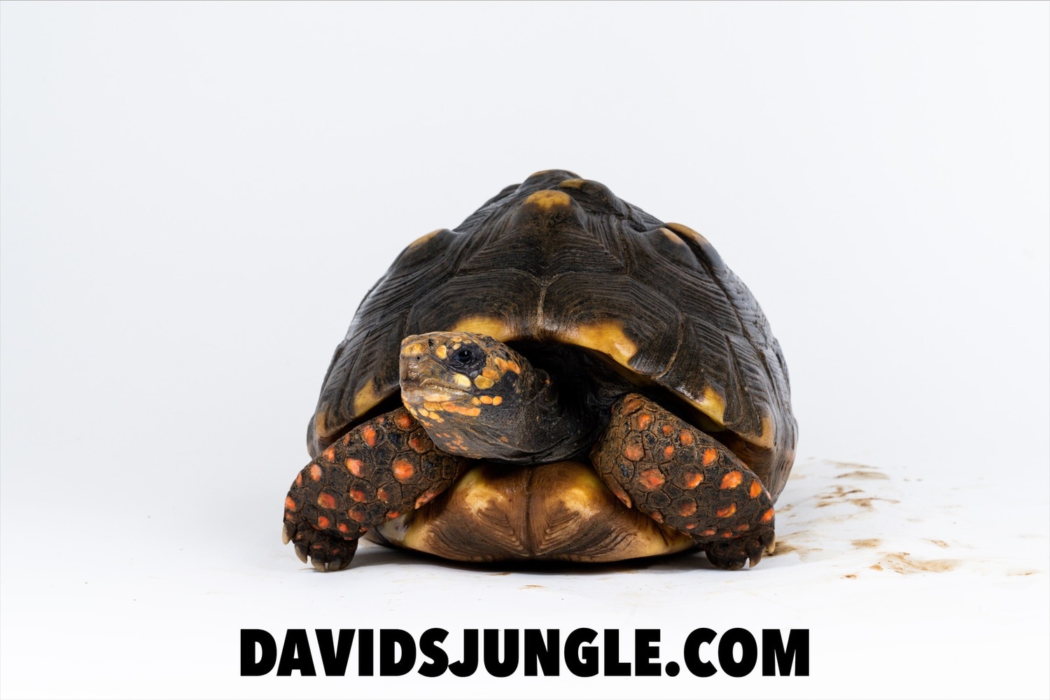 Large Adult Female Redfoot Tortoise Red-footed Tortoise by David’s ...