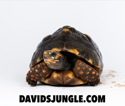 Large Adult Male Redfoot Tortoise Red-footed Tortoise by David’s Jungle ...