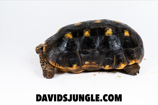 SALE Adult Male Redfoot Tortoise Red-Footed Tortoise by David’s Jungle