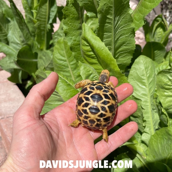 SALE BurmeseStars Indian Star Tortoise by David’s Jungle