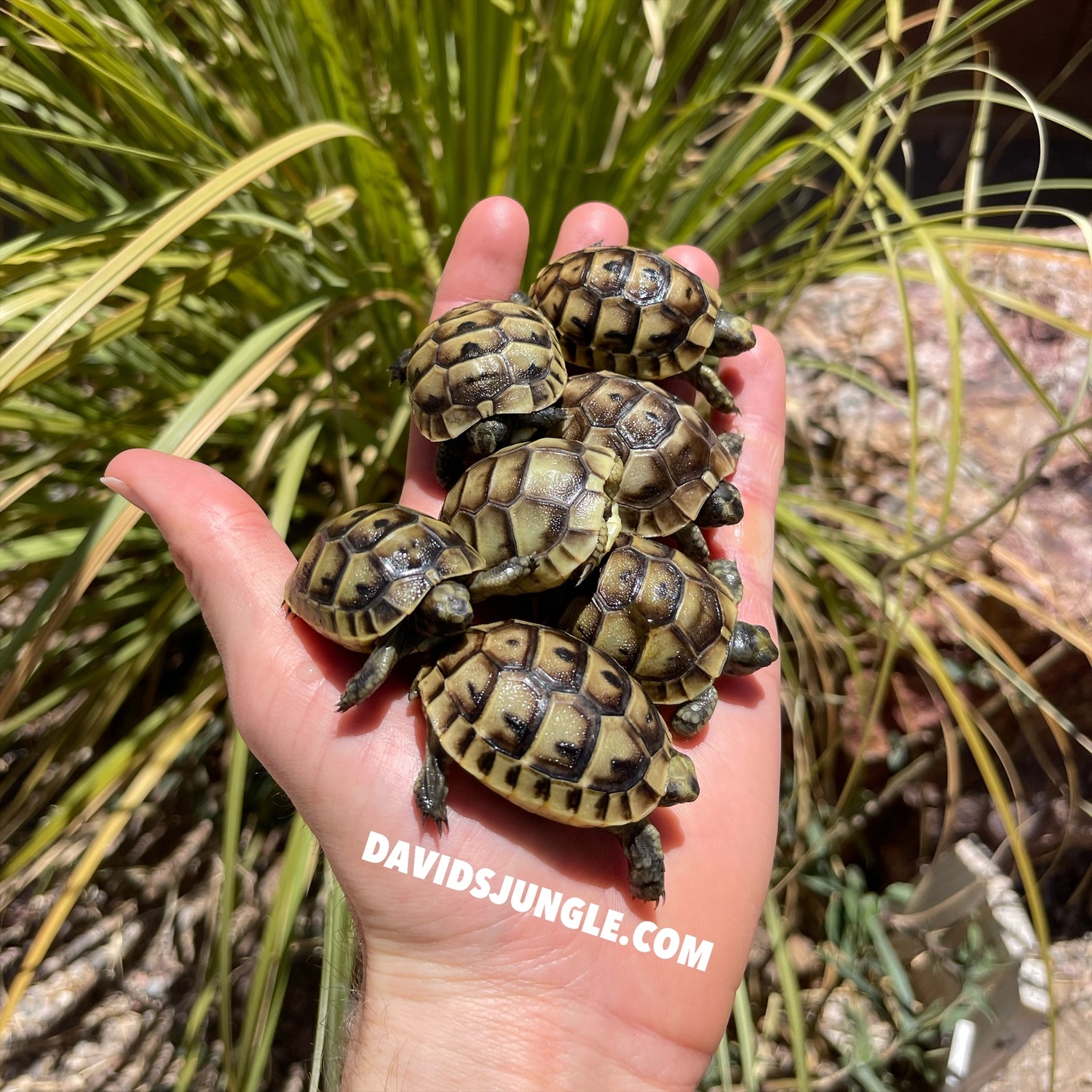 GreekTortoiseBabies Greek Tortoise by David’s Jungle - MorphMarket