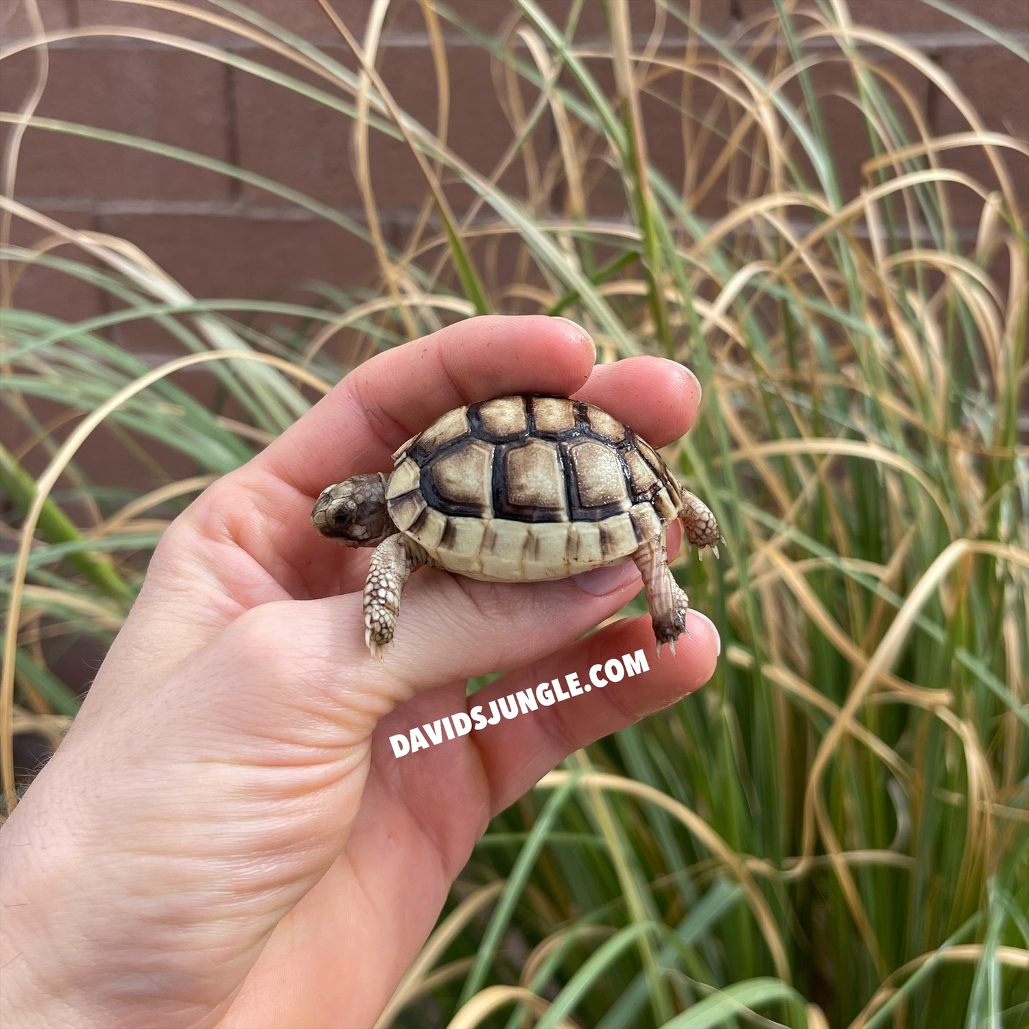 MarginatedTortoiseBabies Marginated Tortoise by David’s Jungle ...