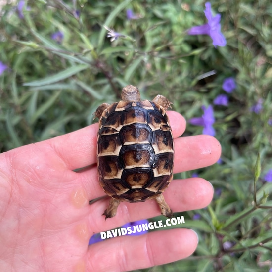 SplitScute SyrianGreek Tortoise by David’s Jungle