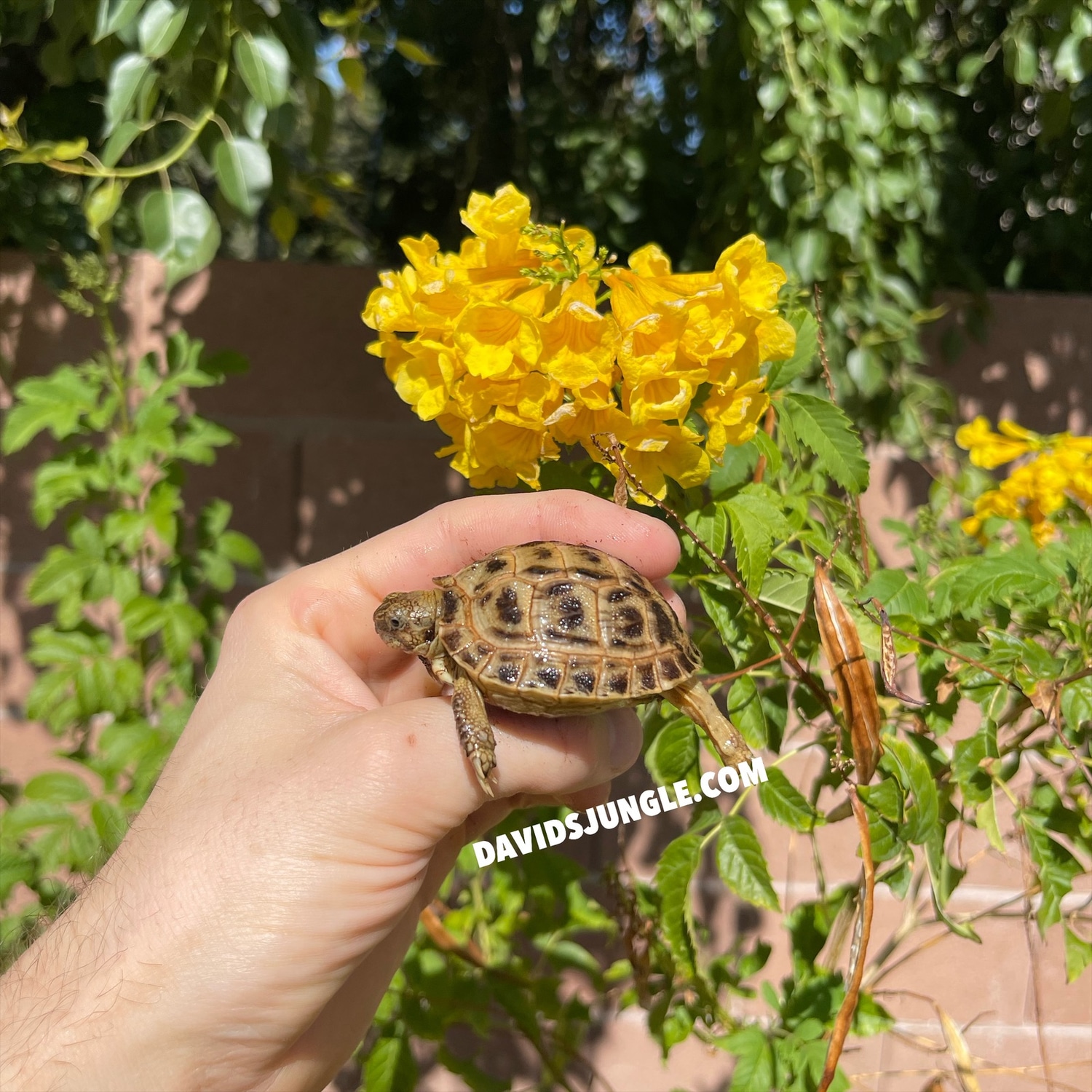 Russian Tortoises by David’s Jungle - MorphMarket