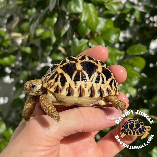 7 Month Old Burmese Star Tortoise #9K Indian Star Tortoise by David’s ...