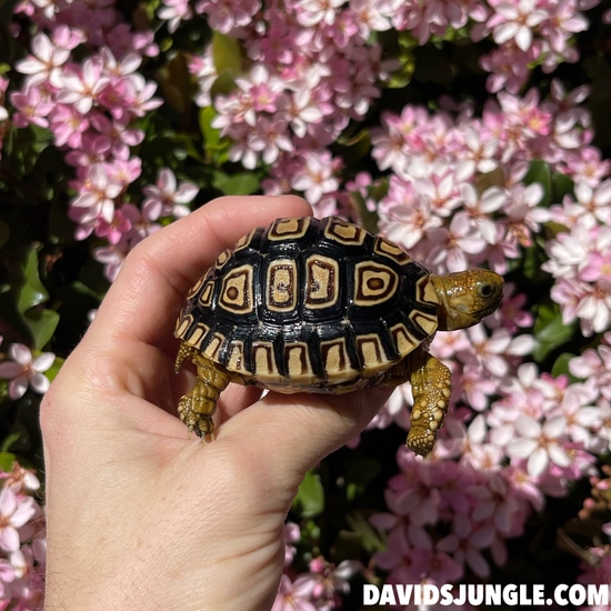 Split Scute Leopard Tortoise (Pardalis Babcocki) #5S by David’s Jungle