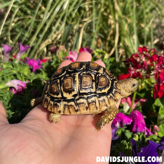 Split Scute Leopard Tortoise #1R by David’s Jungle