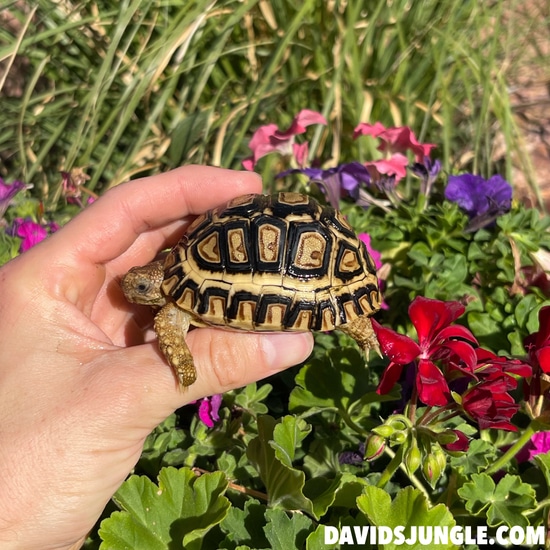 Split Scute Leopard Tortoise (Pardalis Babcocki) #2S by David’s Jungle