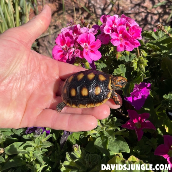 Baby Redfoot Tortoises Red-Footed Tortoise by David’s Jungle