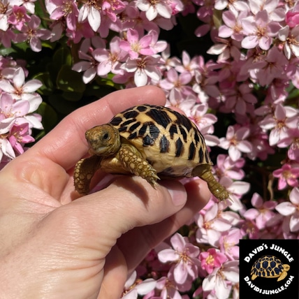 David’s Jungle - MorphMarket