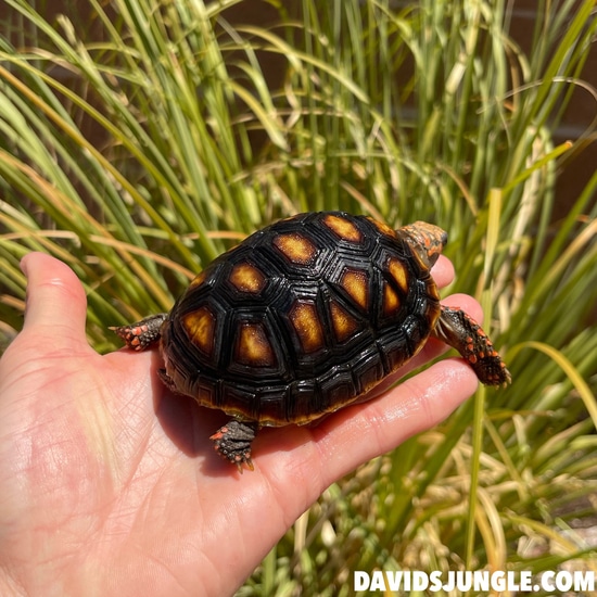 1 Yr Old Split Scute Redfoot Tortoise #Z2 Red-Footed Tortoise by David ...
