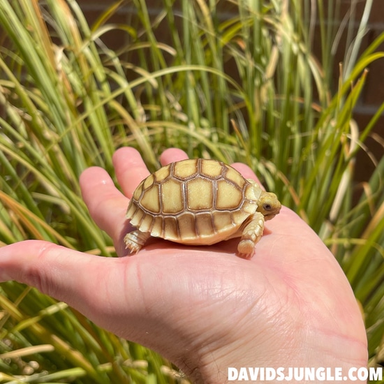 Split Scute Sulcata Tortoise #S1 by David’s Jungle