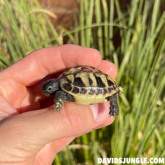 Eastern Hermann’s Tortoise Hatchling Split Scutes #1S Hermann's ...