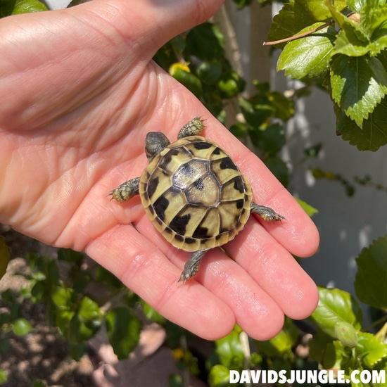 Eastern Hermann’s Tortoise Hatchling Split Scutes #E1 Hermann's ...