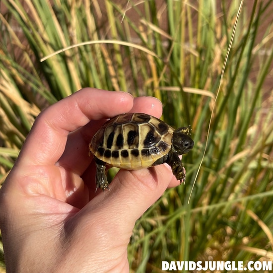 Eastern Hermann’s Tortoise Hatchling Split Scutes #H1 Hermann's ...