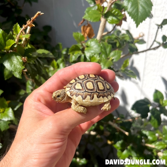 Baby Leopard Tortoise by David’s Jungle