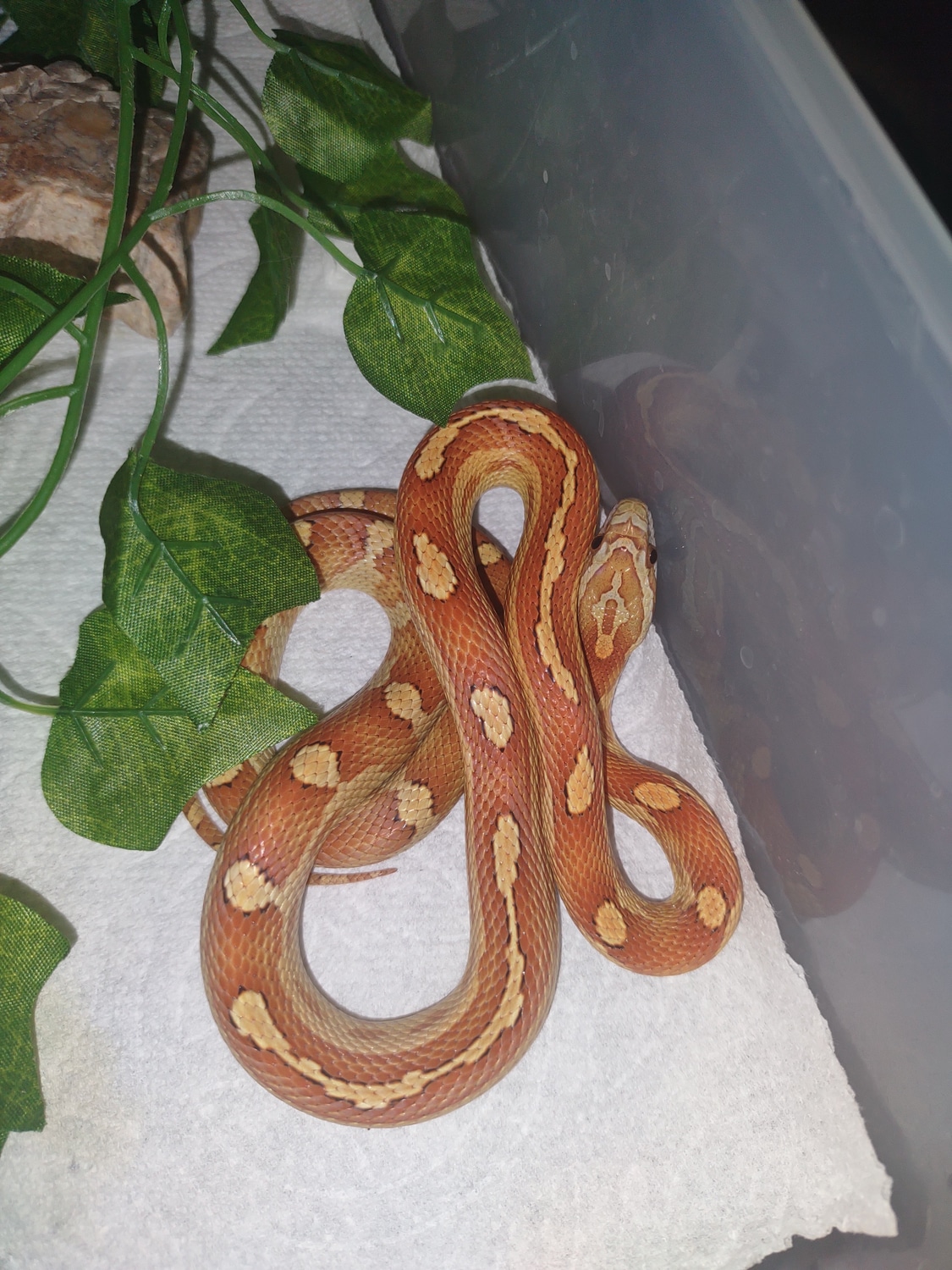 Caramel Motley Het Scaleless Het Amel Corn Snake by David's Worldwide ...
