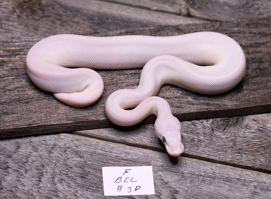 Blue Eyed Leucistic Ball Python by Rock Island Reptiles