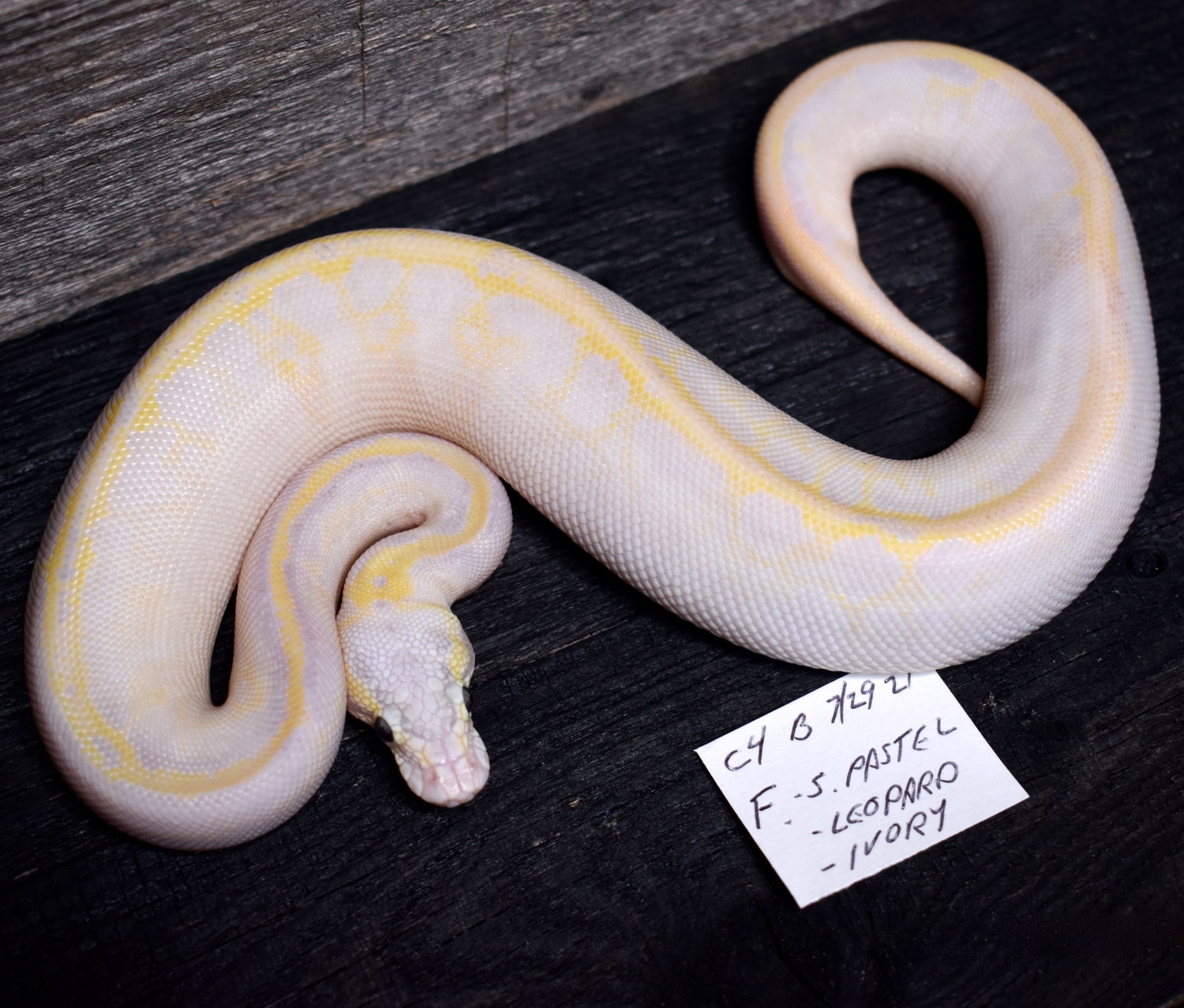Super Pastel Leopard Ivory Ball Python by Rock Island Reptiles ...