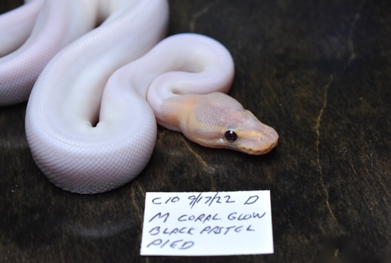 Black Pastel, Coral Glow, Pied Ball Python by Rock Island Reptiles