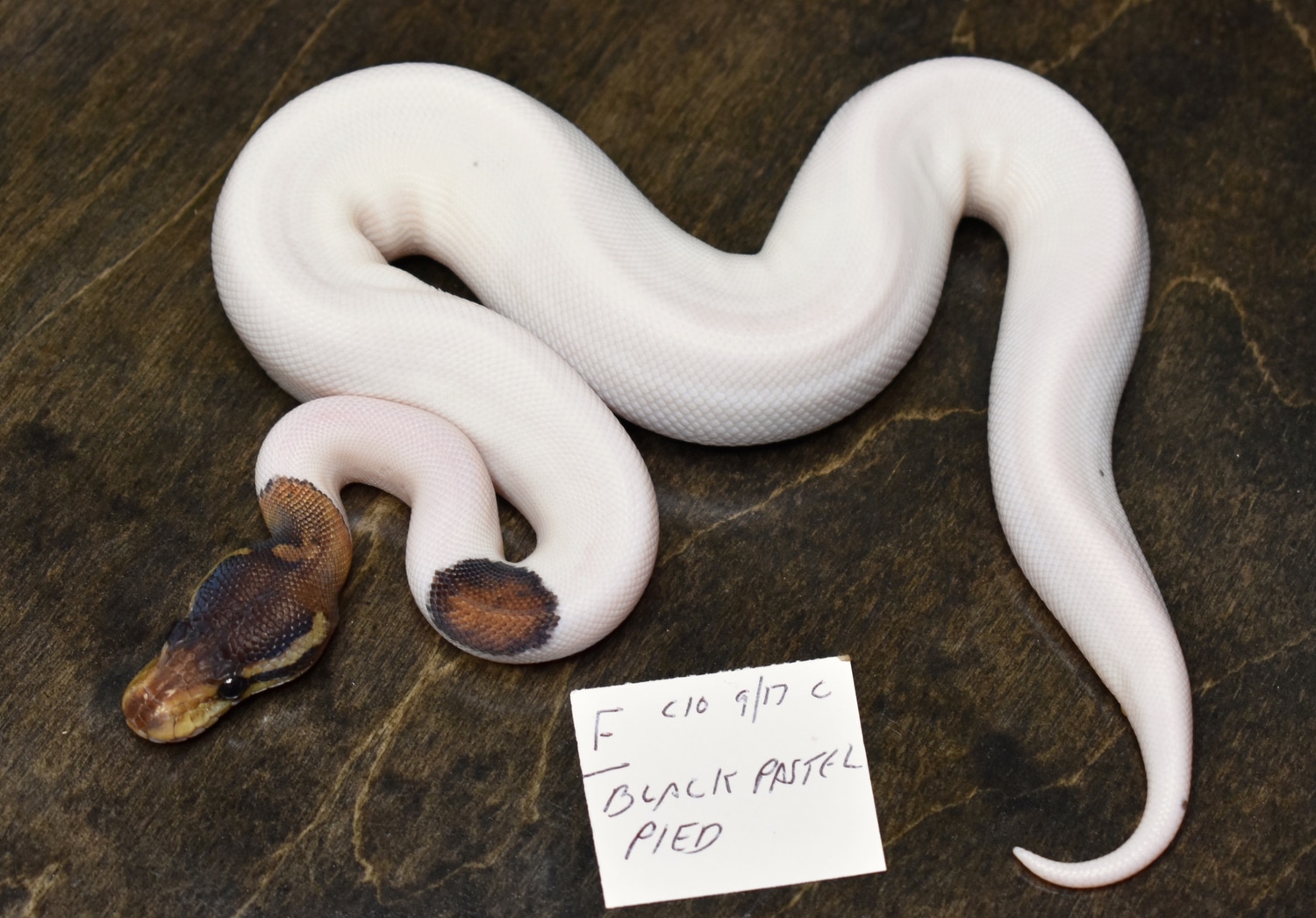 Black Pastel Pied Ball Python by Rock Island Reptiles - MorphMarket