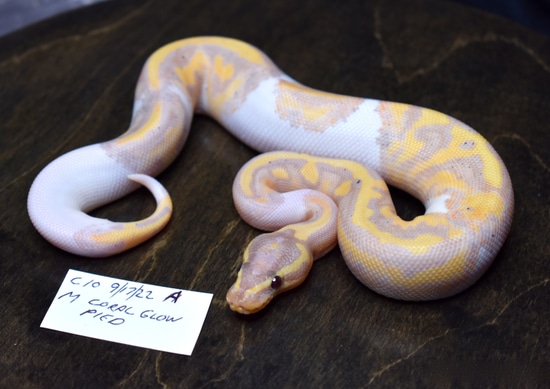 Coral Glow, Pied Ball Python by Rock Island Reptiles