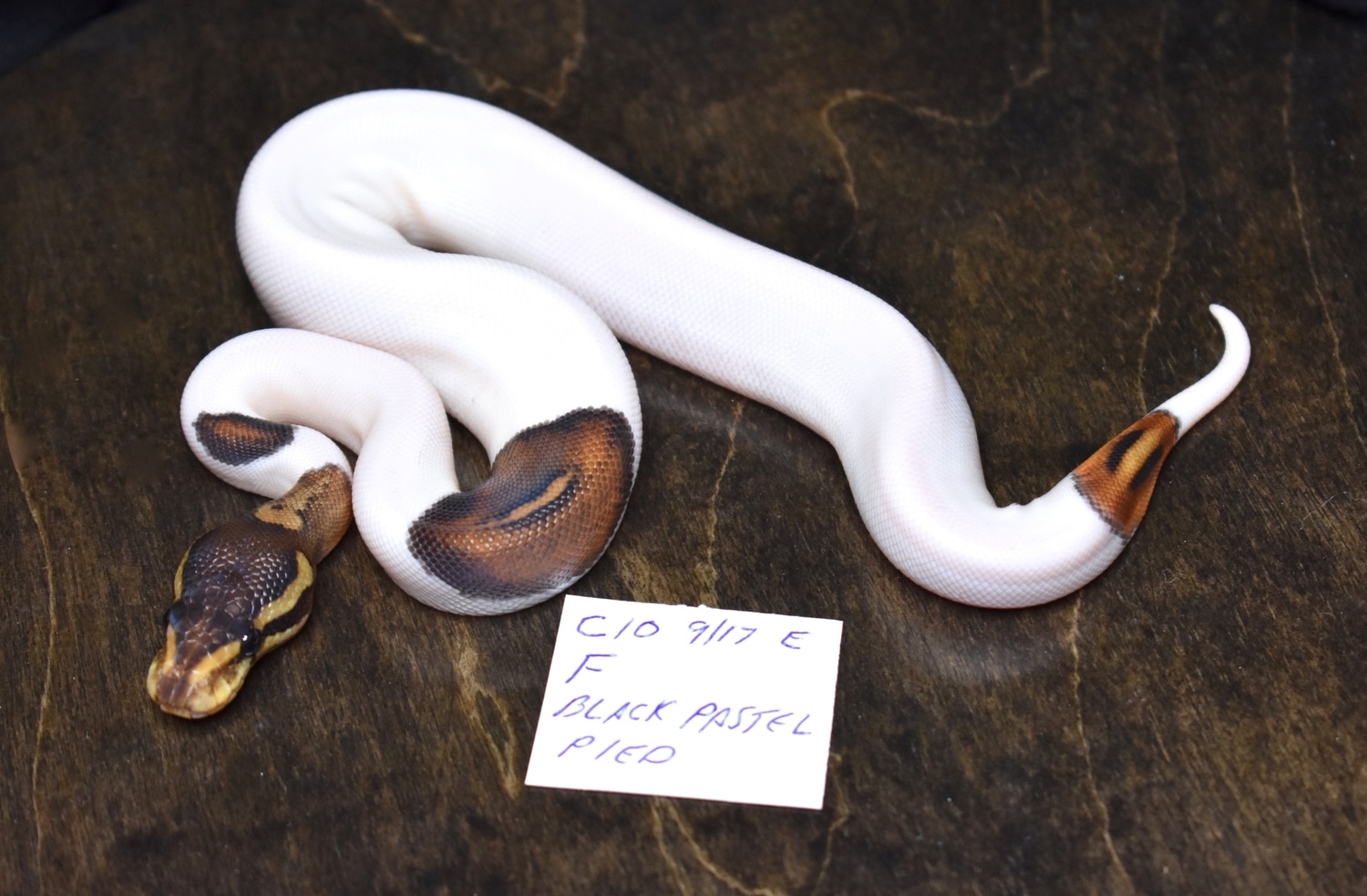 Black Pastel Pied Ball Python by Rock Island Reptiles - MorphMarket