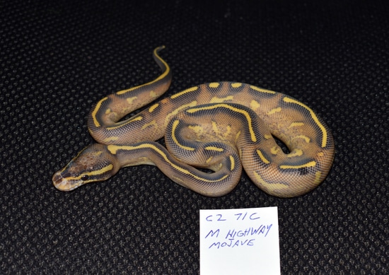 Mojave Highway Male Ball Python by Rock Island Reptiles